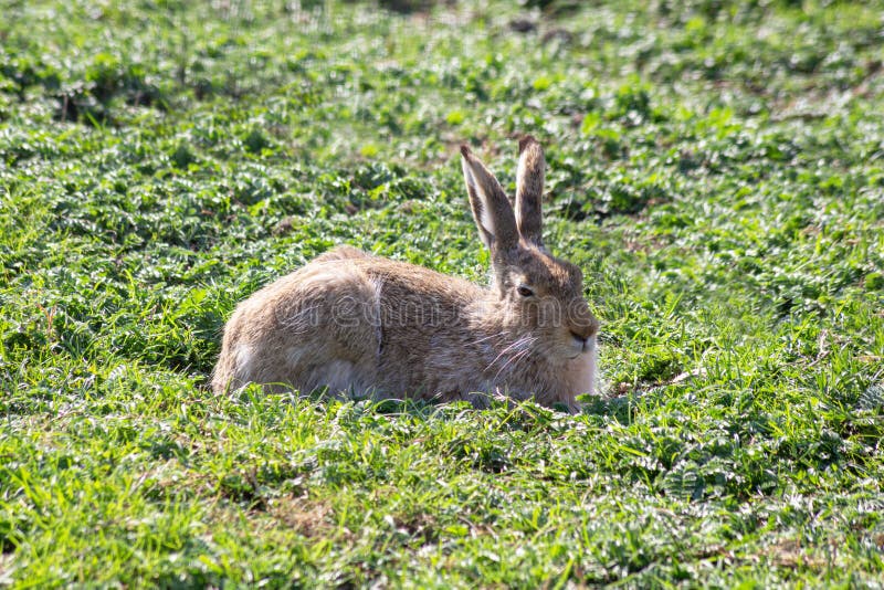 Large Hare Wild In Australia Stock Photo - Image of beautiful, colorful ...