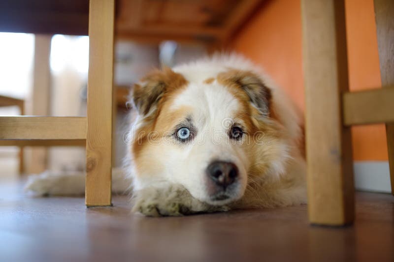 Large Fluffy Mixed Breed Dog Lies Under Table in a Bright Modern ...
