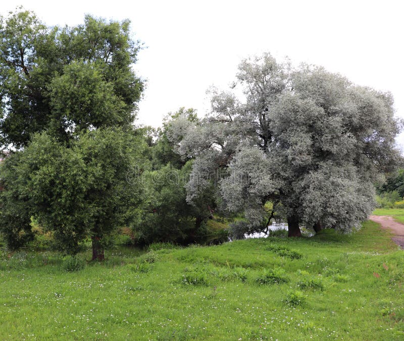 Large Fluffy Tree with Beautiful Light Gray Leaves on the Berg of a ...