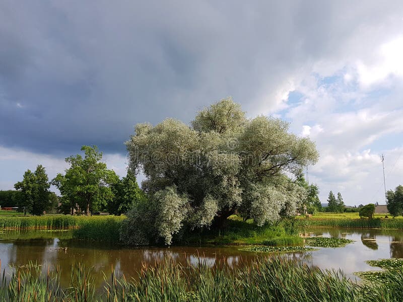 Large Fluffy Tree with Unusual Light Leaves on the Shore of a Reservoir ...
