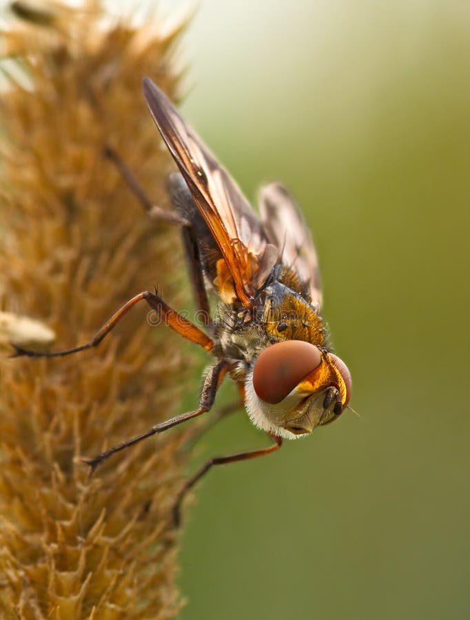 Large fly stock image. Image of wing, plant, head, yellow - 22059729