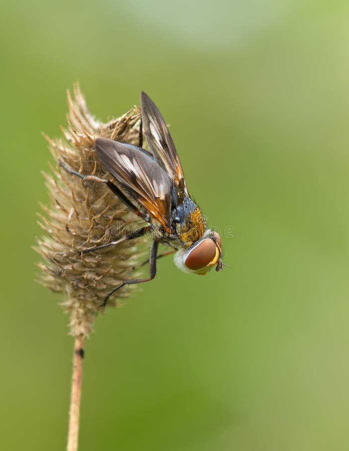 Large fly stock image. Image of head, orange, brown, bristle - 22718319