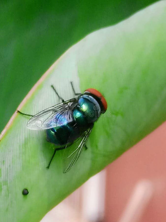 Large Fly with a Green Body Stock Image - Image of dragonfly ...