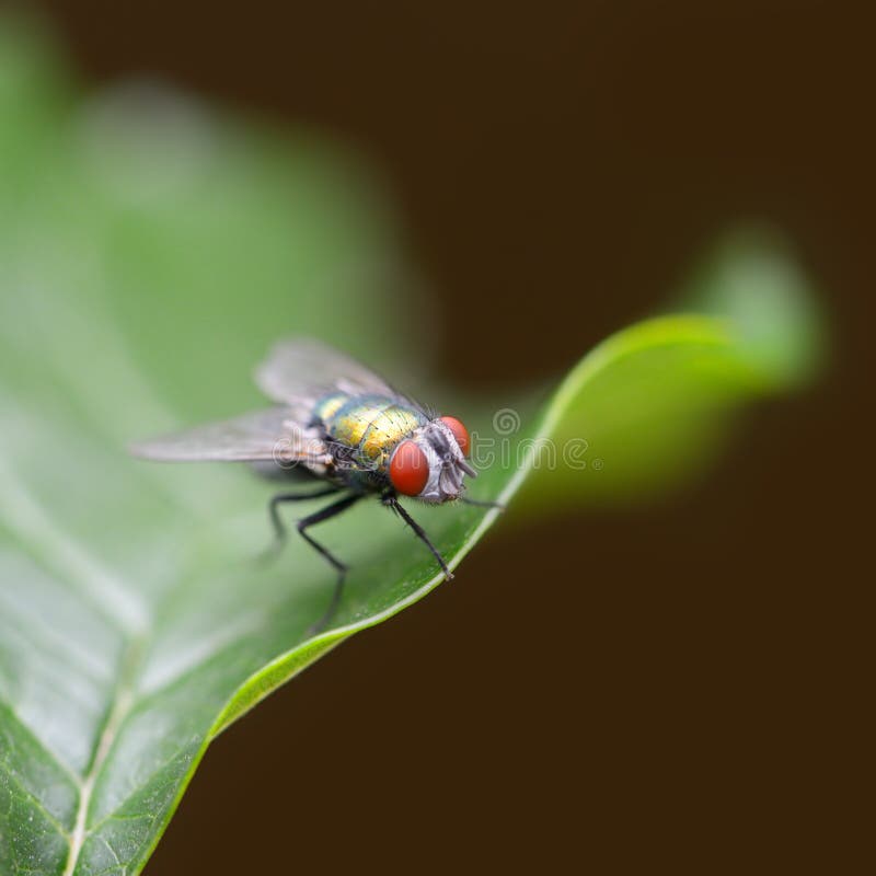 Large fly stock image. Image of grey, little, green, common - 39891249