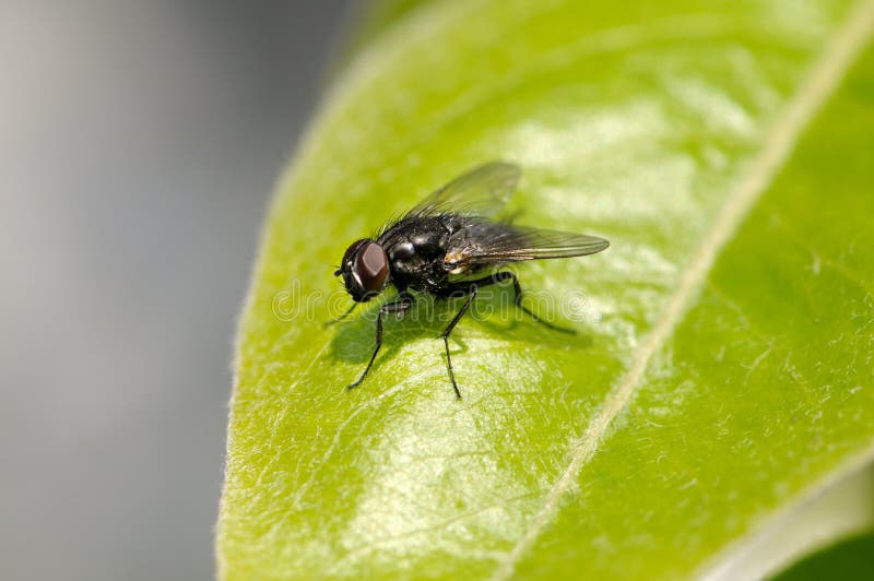 Fly on a green leaf stock photo. Image of natural, macro - 270397048