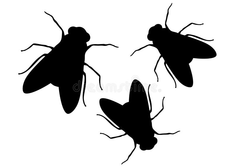 Large Fly Insect. Vector Image Stock Vector - Illustration of ...