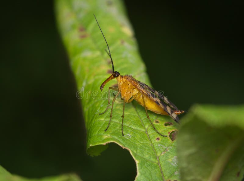 Large fly with a long nose stock photo. Image of head - 39047528