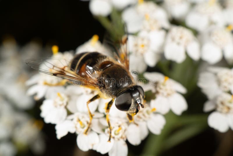 Large fly stock photo. Image of large, flower, yellow - 154535088