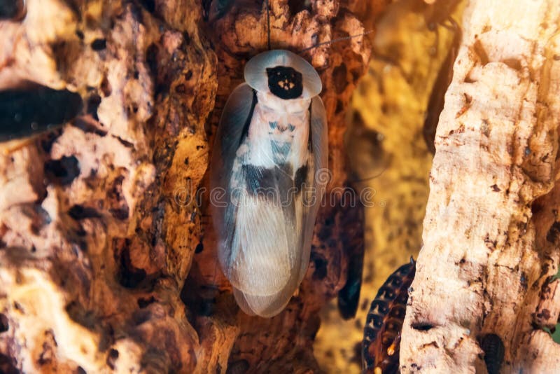 A Large Flying Flat Tropical Cockroach Sits on a Tree Stock Image ...