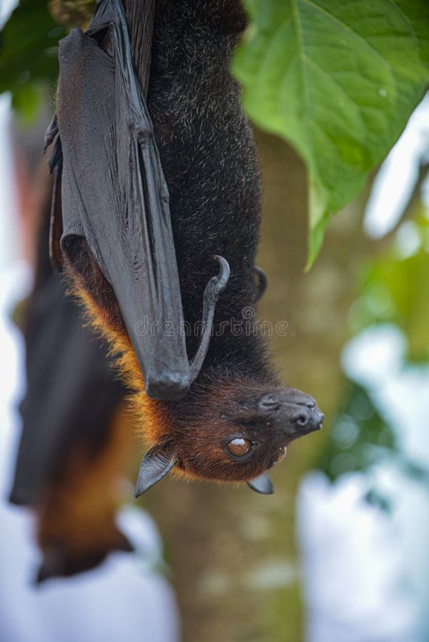 Fruit Bat Pteropus Vampyrus or Large Flying Fox Stock Image - Image of ...