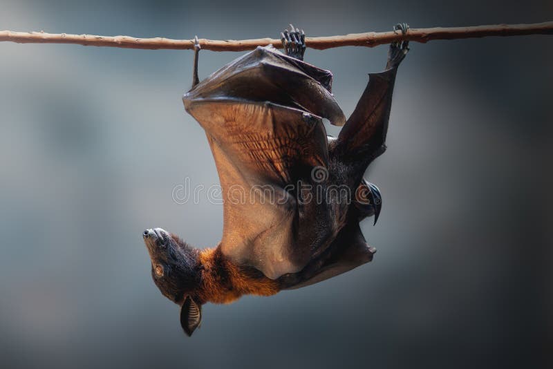 Large Flying Fox stock photo. Image of malaysian, flying - 309612304