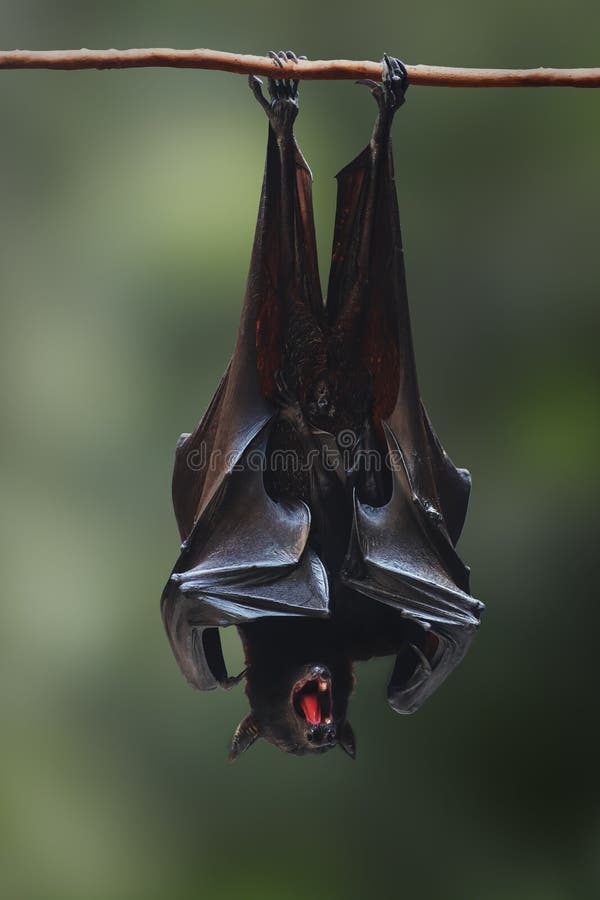 Large Flying Fox with Open Mouth Stock Image - Image of open, kalong ...