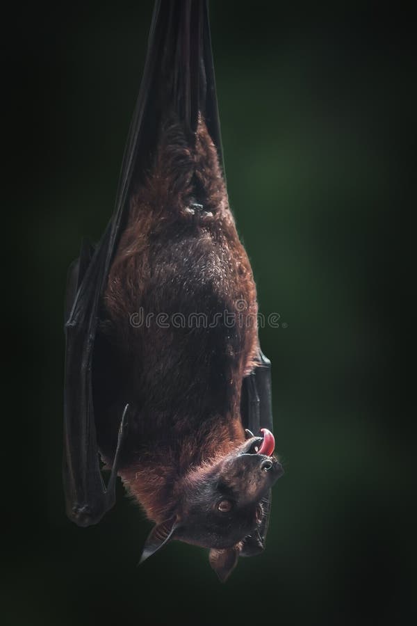Large Flying Fox Showing Tongue Stock Image - Image of greater, wing ...