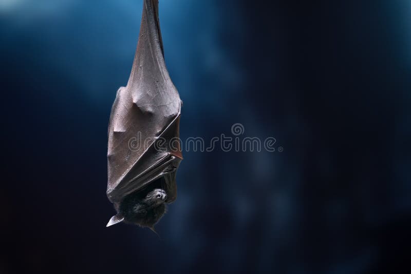 Large Flying Fox Sleeping Upside Down Stock Image - Image of megabat ...