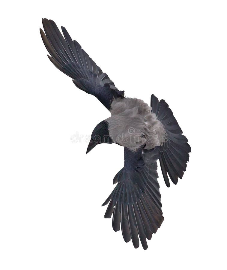 Crow Isolated on white stock photo. Image of wild, wings - 190507360