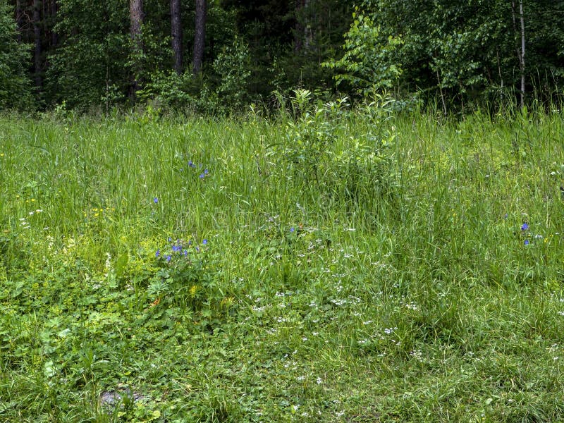 Green Clean Large Forest Clearing in Summer Stock Photo - Image of land ...