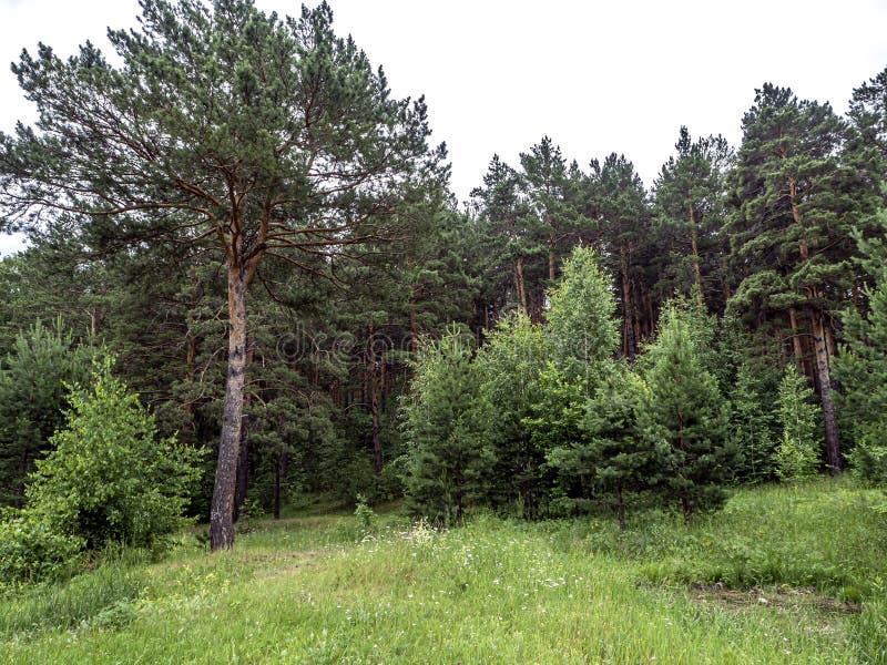 Green Clean Large Forest Clearing in Summer Stock Photo - Image of land ...