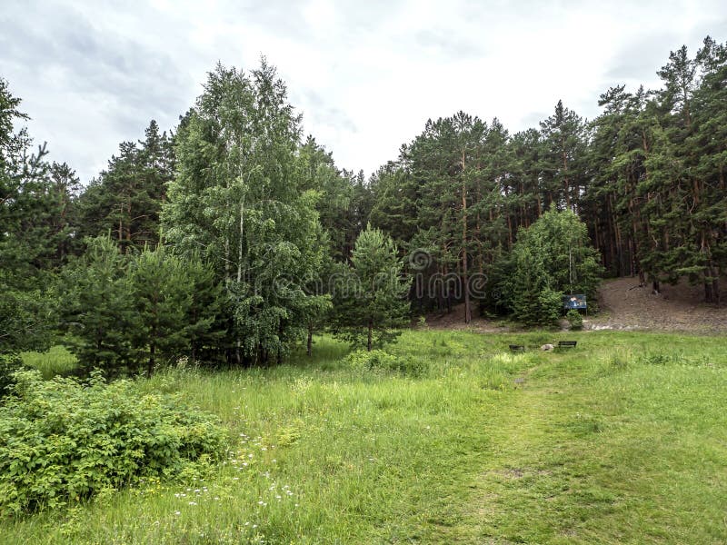 Green Clean Large Forest Clearing in Summer Stock Photo - Image of ...