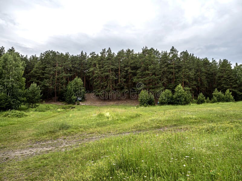Green Clean Large Forest Clearing in Summer Stock Photo - Image of ...