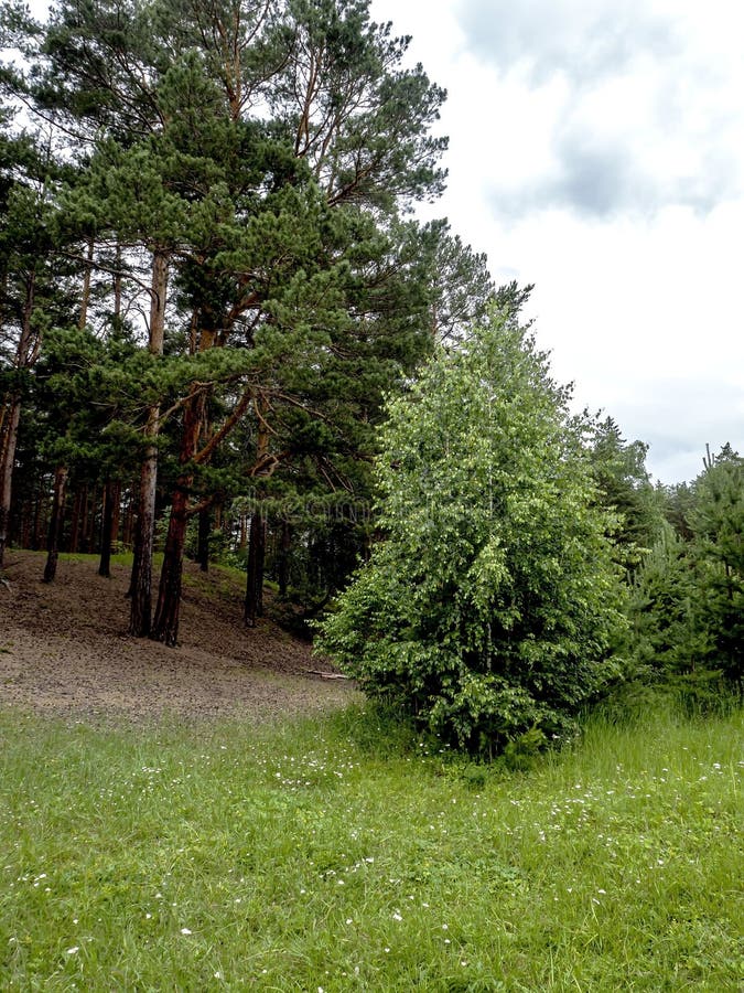 Green Clean Large Forest Clearing in Summer Stock Photo - Image of ...