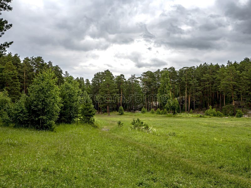 Green Clean Large Forest Clearing in Summer Stock Photo - Image of ...