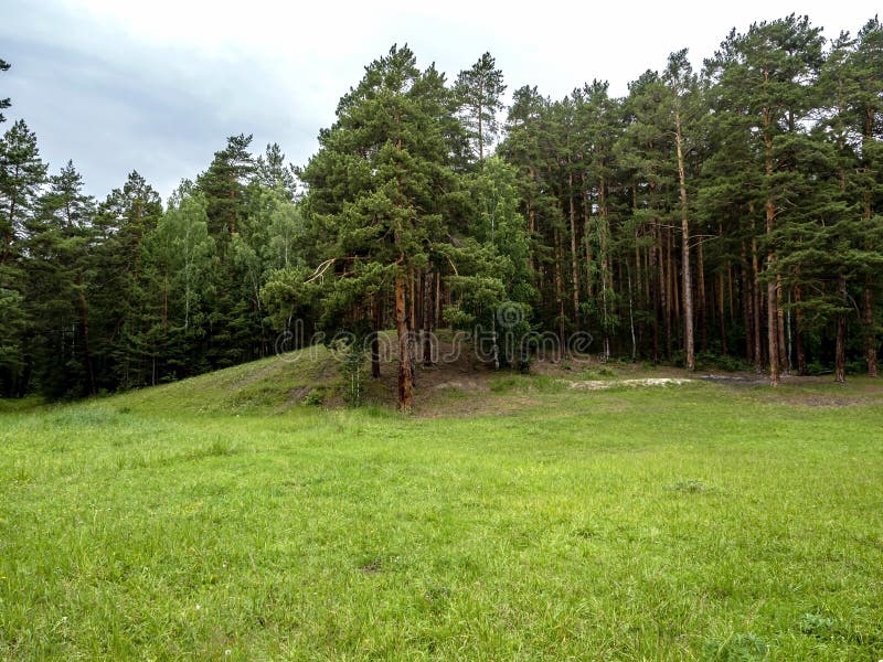 Green Clean Large Forest Clearing in Summer Stock Image - Image of tree ...