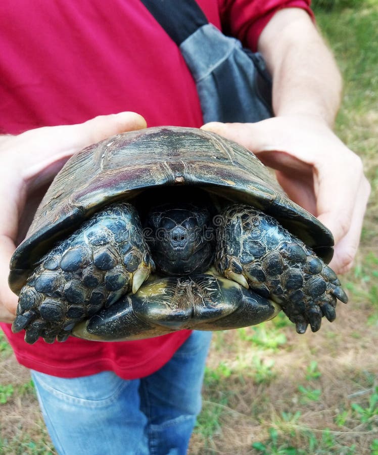 Large forest land turtle stock photo. Image of forest - 216423558