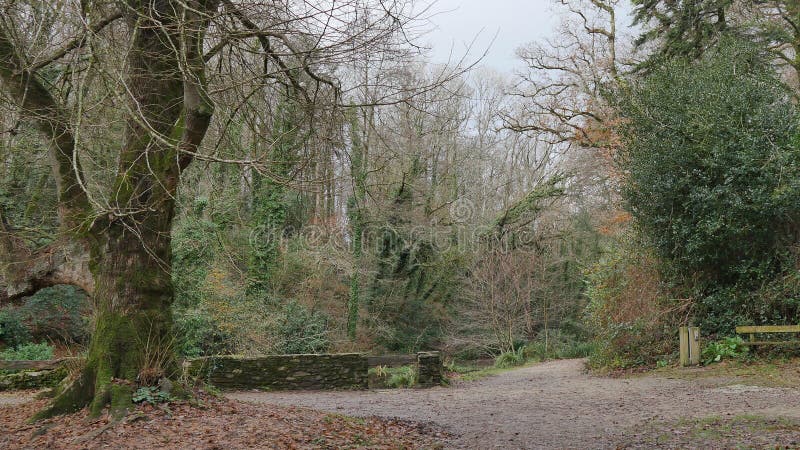 Large Forest Path Intersection with Bridge and Bare Branched Tree in ...