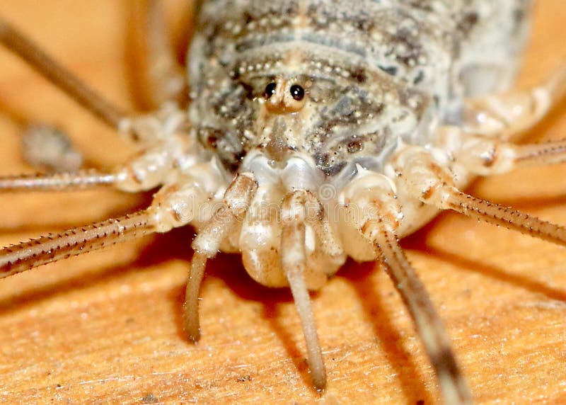 Large forest spider stock image. Image of life, home - 128211159