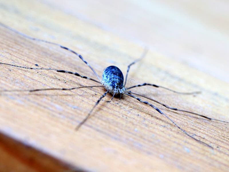 Large forest spider stock photo. Image of home, nature - 128211210