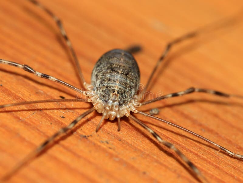 Large forest spider stock photo. Image of legs, arachnid - 128211220