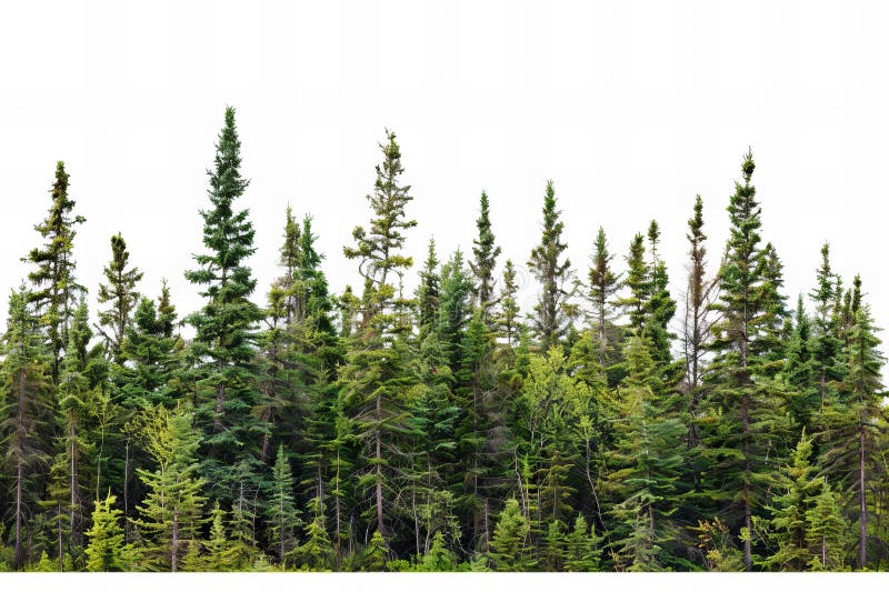 A Large Forest of Spruce Trees on the Edge, Isolated White Background ...