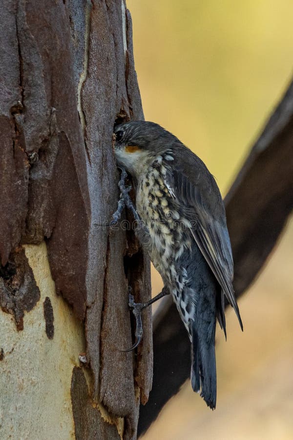 White-throated Treecreeper in Victoria Australia Stock Photo - Image of ...