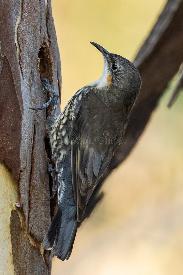 White-throated Treecreeper in Victoria Australia Stock Photo - Image of ...