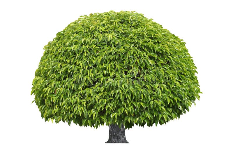 Large Formal Circular Shape Tropical Rainforest Tree Isolated on White ...