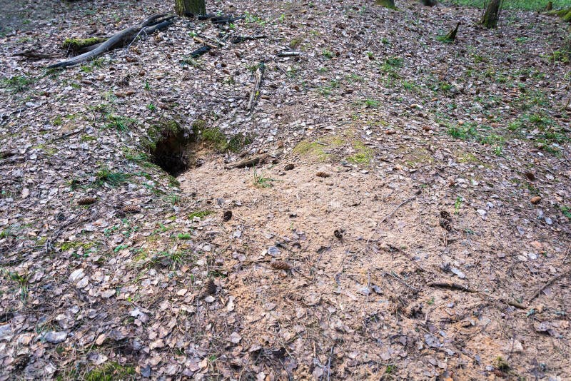 A large Fox hole. stock photo. Image of entry, wild, nature - 76796116