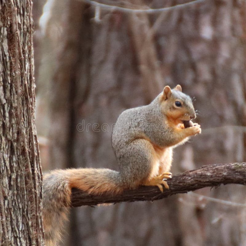 Fox Squirrel Sitting on Limb Stock Image - Image of front, poised ...