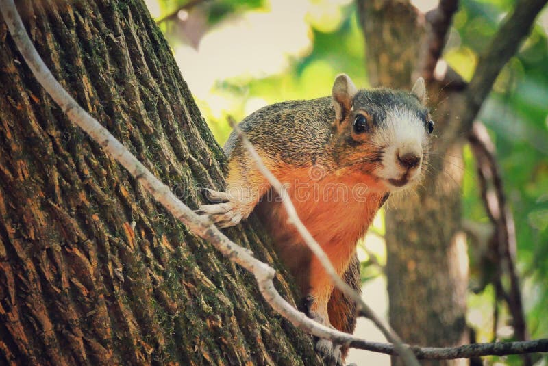 Fox Squirrel on the Side of a Big Tree. Stock Photo - Image of side ...