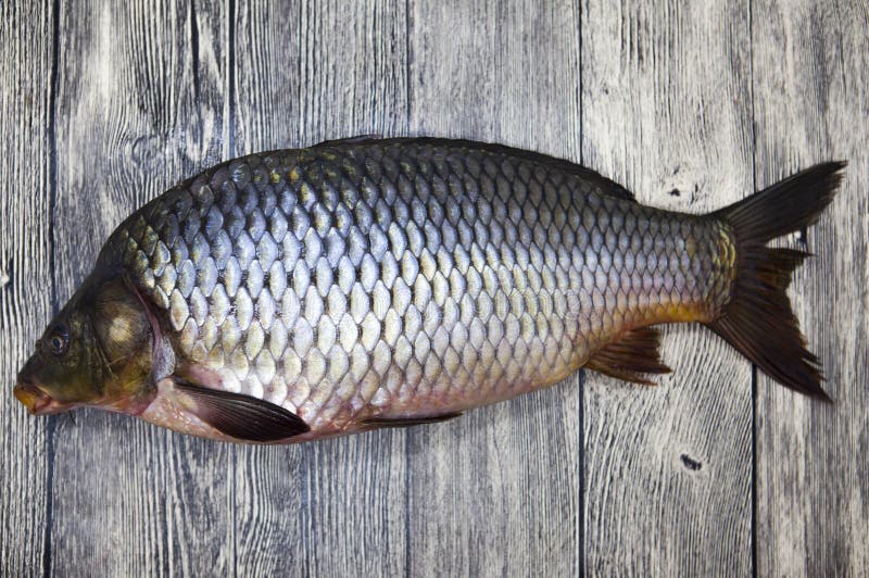 A Large Fresh Carp Live Fish Lying on a Wooden Board Stock Image ...