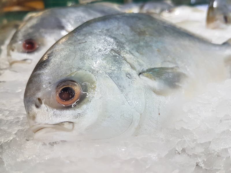Large Fresh Fish with Clearly Eye Stock Photo - Image of cold, meal ...