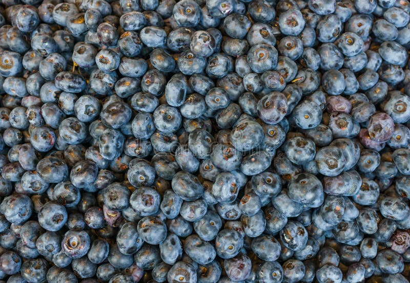 Large, Fresh Garden Blueberry, Collected in Trays Stock Photo - Image ...