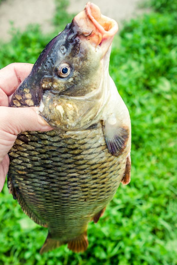 Large fresh river fish stock photo. Image of hunting - 73037518