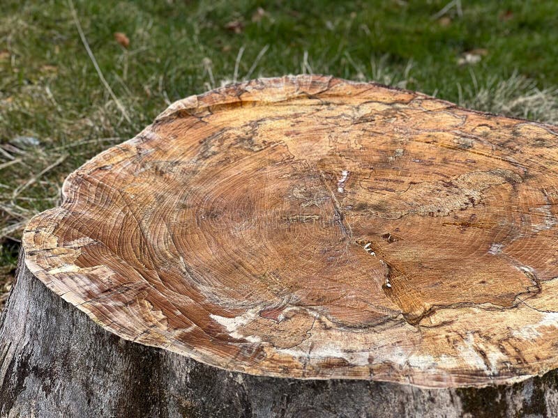 A Large Fresh Sawn Off Tree Stump in the Garden Stock Photo - Image of ...