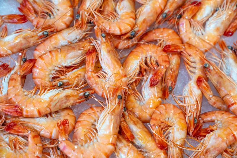 Large fresh shrimps stock photo. Image of sale, marine - 164950906