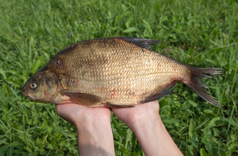 Large freshwater bream stock image. Image of summer, fishing - 30803681