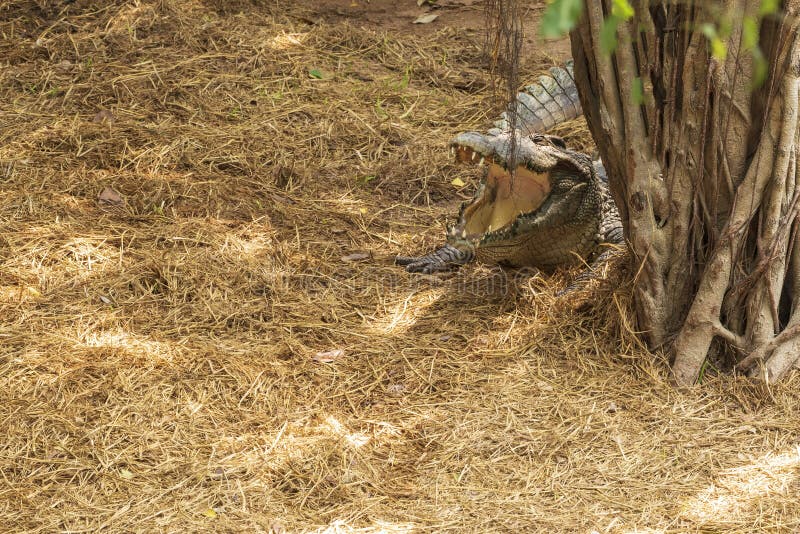 Large Freshwater Crocodile Lying in the Trees Stock Photo - Image of ...