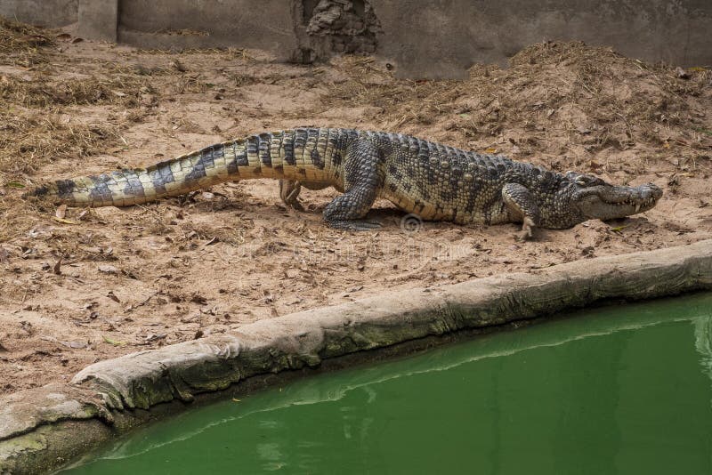 Crocodile Walking on land stock image. Image of open - 36772725