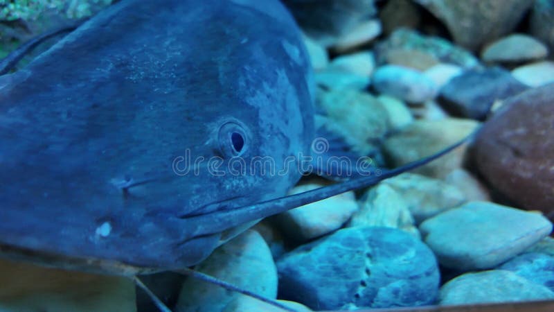 Large Freshwater Fish Swim Under the Water. Stock Footage - Video of ...