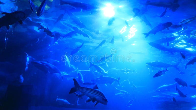Large Freshwater Fish Swimming in the Aquarium Stock Photo - Image of ...