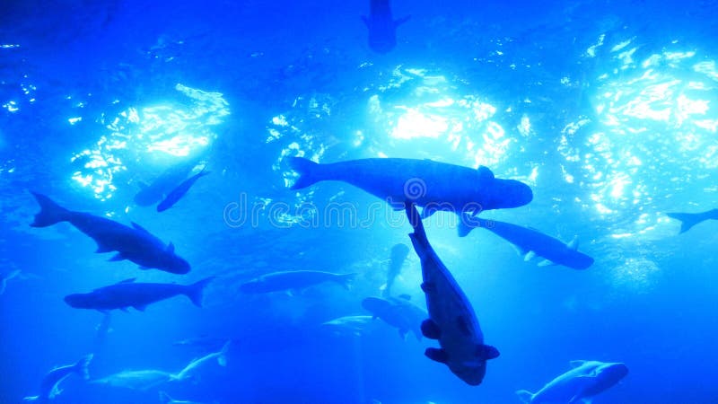 Large Freshwater Fish Swimming in the Aquarium Stock Photo - Image of ...